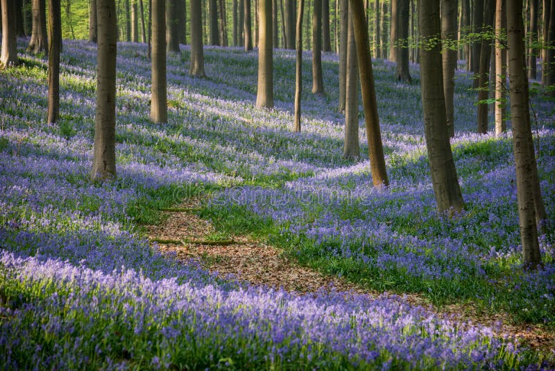 Blue Bells Forest during Sunset. Stock Photo - Image of colorful ...