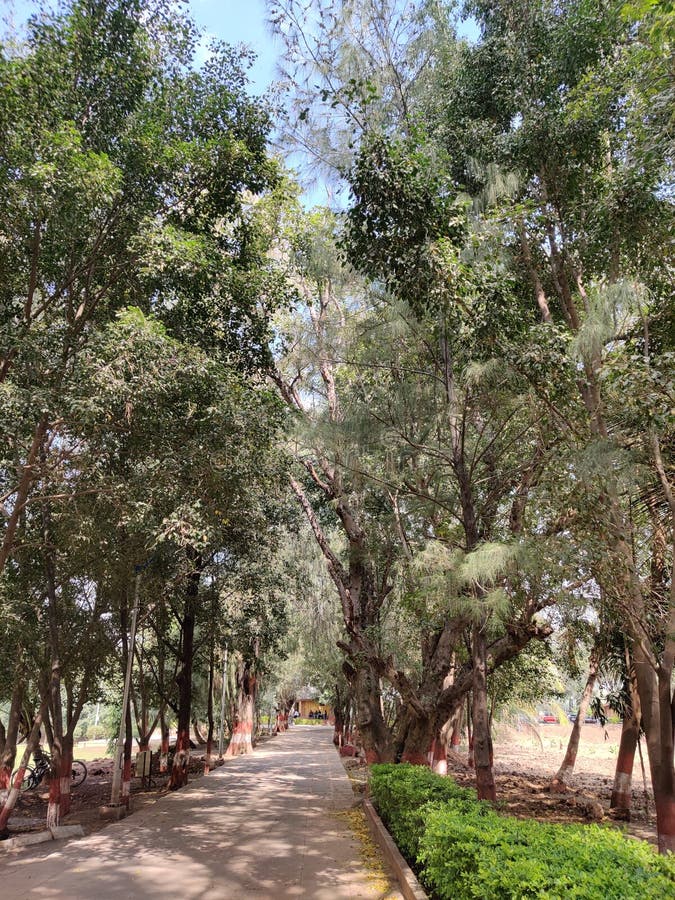 A Pathway with Both Side Trees Around it Stock Photo - Image of forest ...