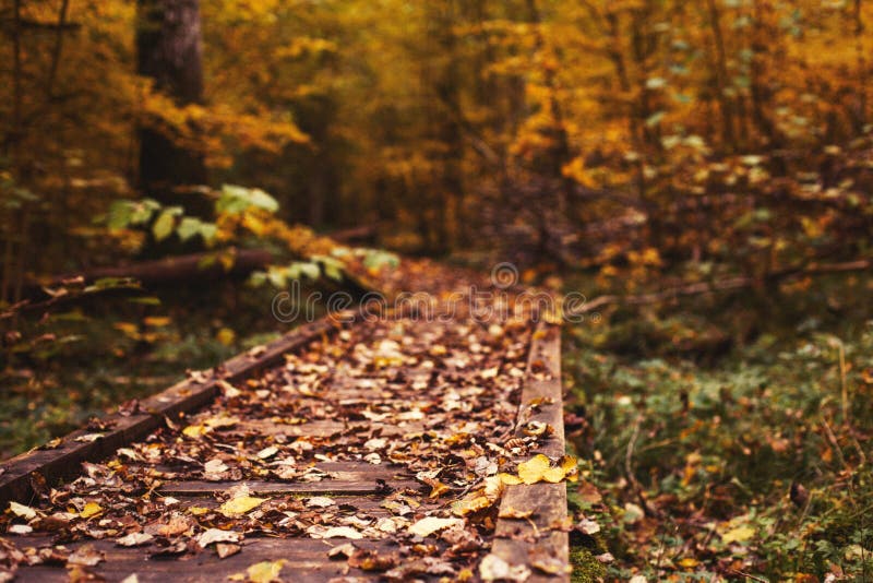 Pathway in the Bright Forest. Autumn Falling Leaves Stock Photo - Image ...
