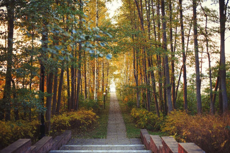 Pathway in the Bright Forest. Autumn Falling Leaves Stock Image - Image ...