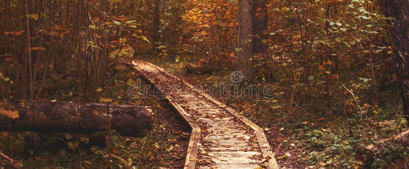 Pathway in the Bright Forest. Autumn Falling Leaves Stock Image - Image ...