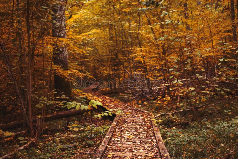 Pathway in the Bright Forest. Autumn Falling Leaves Stock Image - Image ...