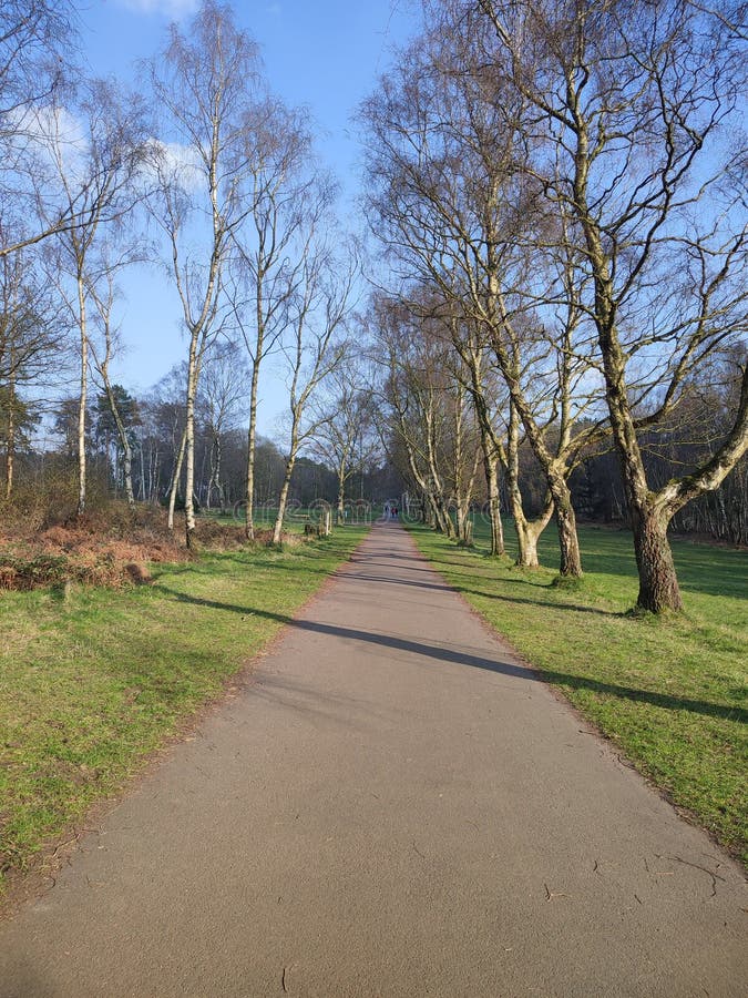 Pathway at Cannock Chase stock image. Image of trees - 247118247