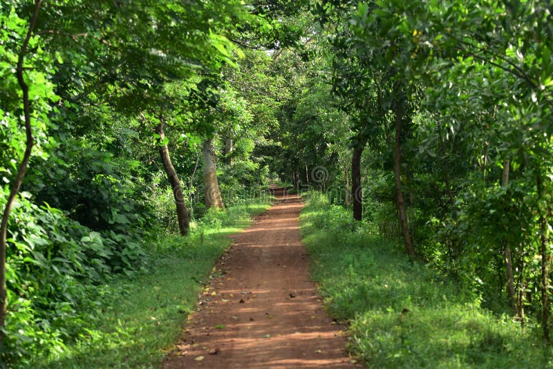 Pathway through canopy stock image. Image of path, light - 131840249