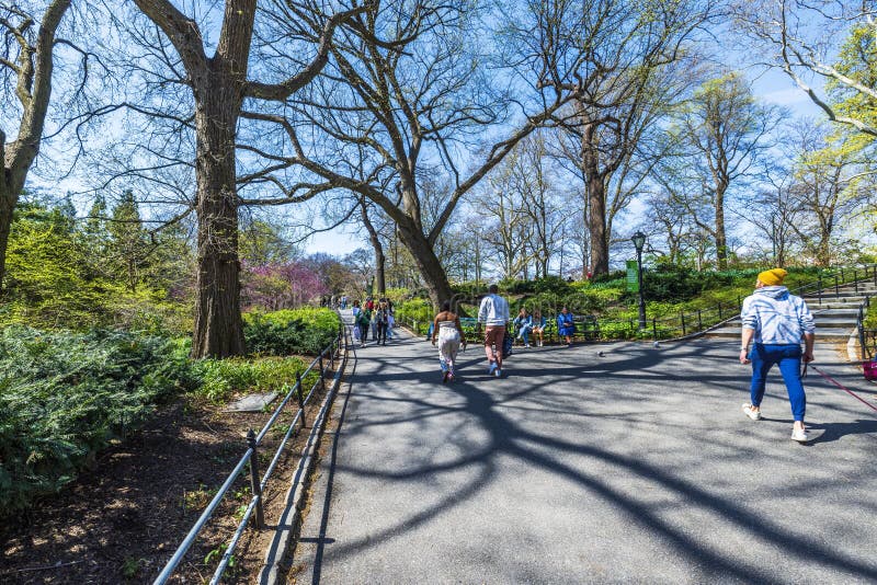 Pathway in Central Park Surrounded by Blooming Trees, Vibrant Greenery ...