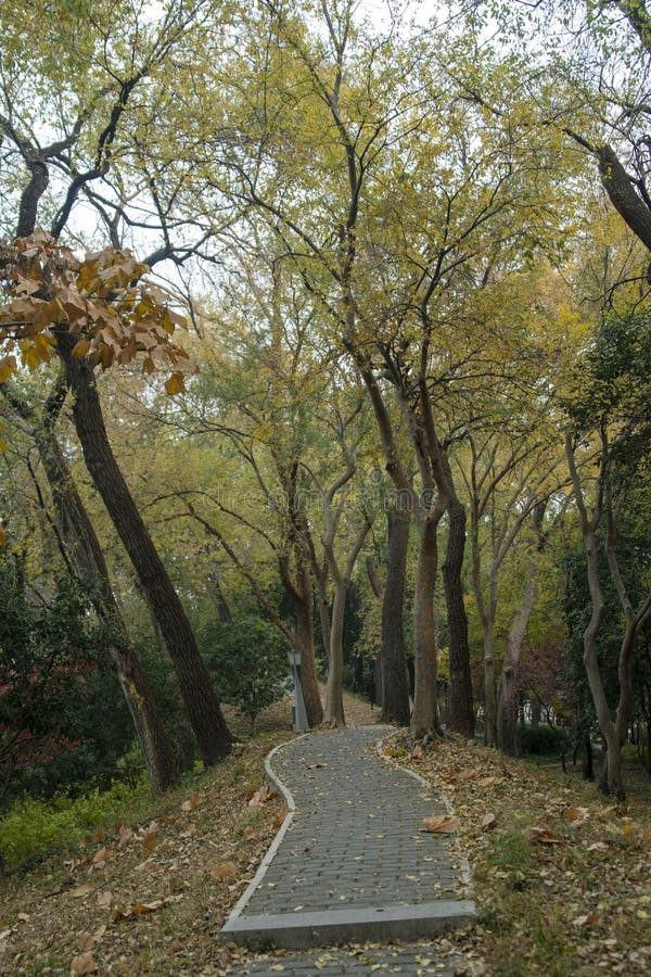 Pathway and Colorful Autumn Foliage in the Garden Stock Image - Image ...