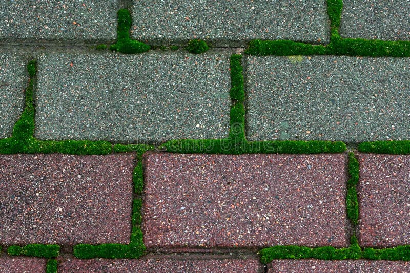 A Pathway Covered with Cement-sand Tiles with Moss Growing between the ...