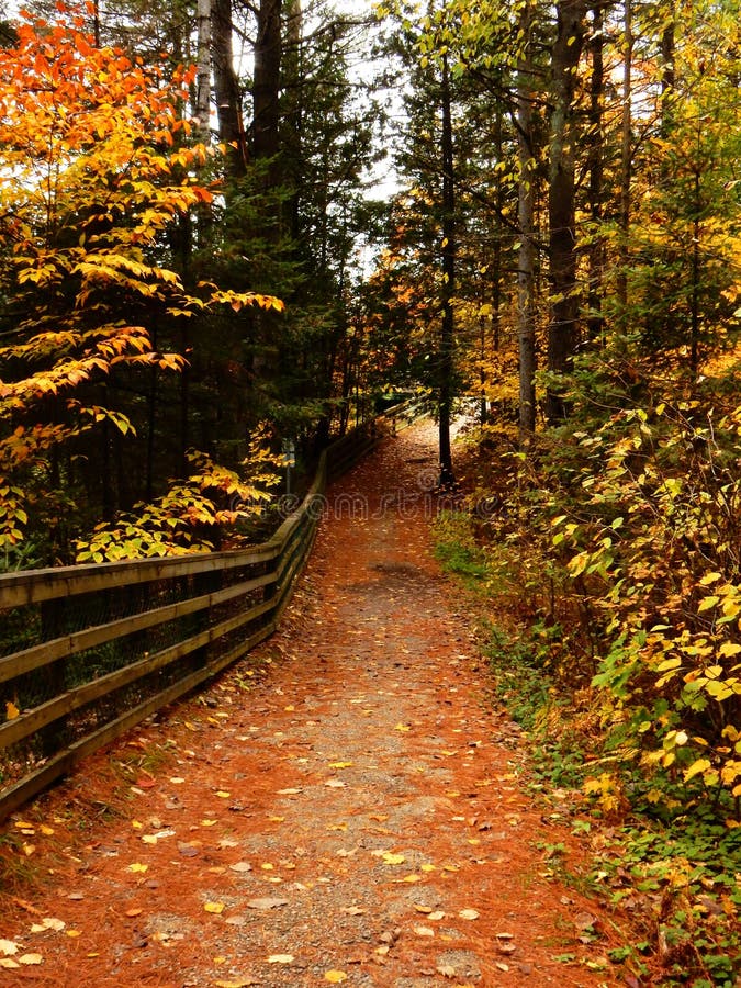 Pathway Covered of Colorful Fallen Leaves Stock Image - Image of trail ...