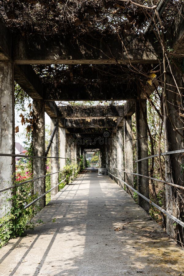 A Pathway Covered with Dry Vine Climbing Along the Arbor and Concrete ...