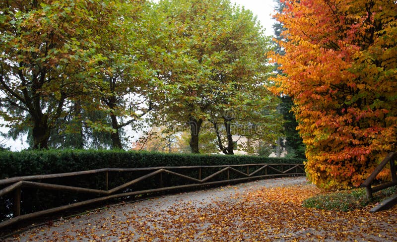 Pathway Covered with Fallen Leaves during Autumn Season Stock Image ...