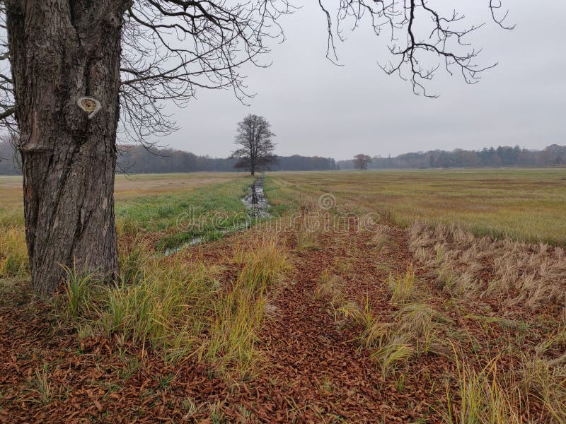 Pathway Covered with Fallen Leaves Surrounded by a Grass Field Stock ...