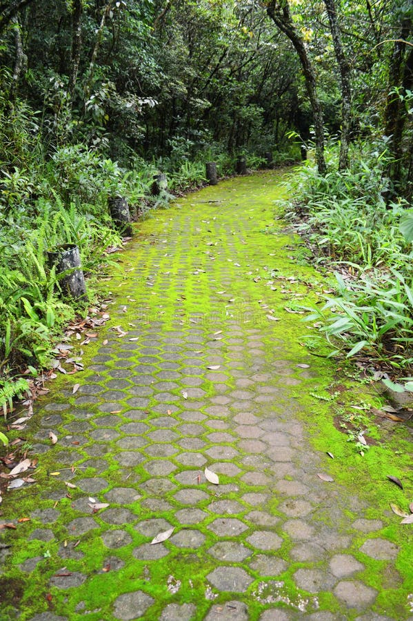 Pathway covered with moss stock image. Image of rainforest - 41735135