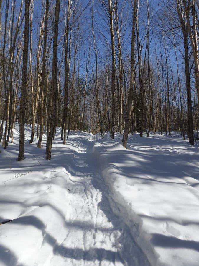 Pathway Covered with Snow in the Forest Stock Photo - Image of tree ...