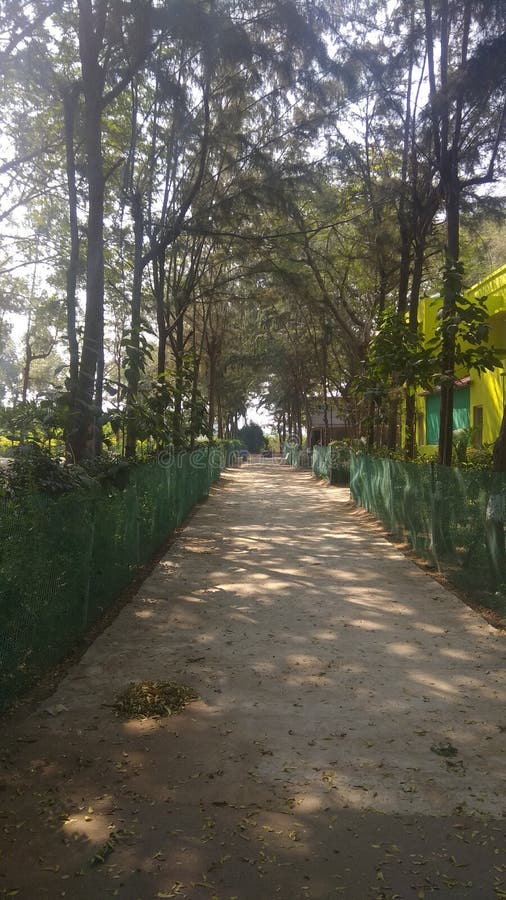 Pathway Covered with Trees and Greenery Stock Image - Image of walk ...