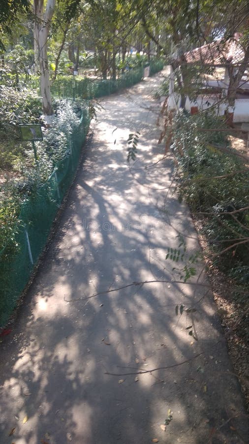 Pathway Covered with Trees and Greenery Stock Photo - Image of greenery ...
