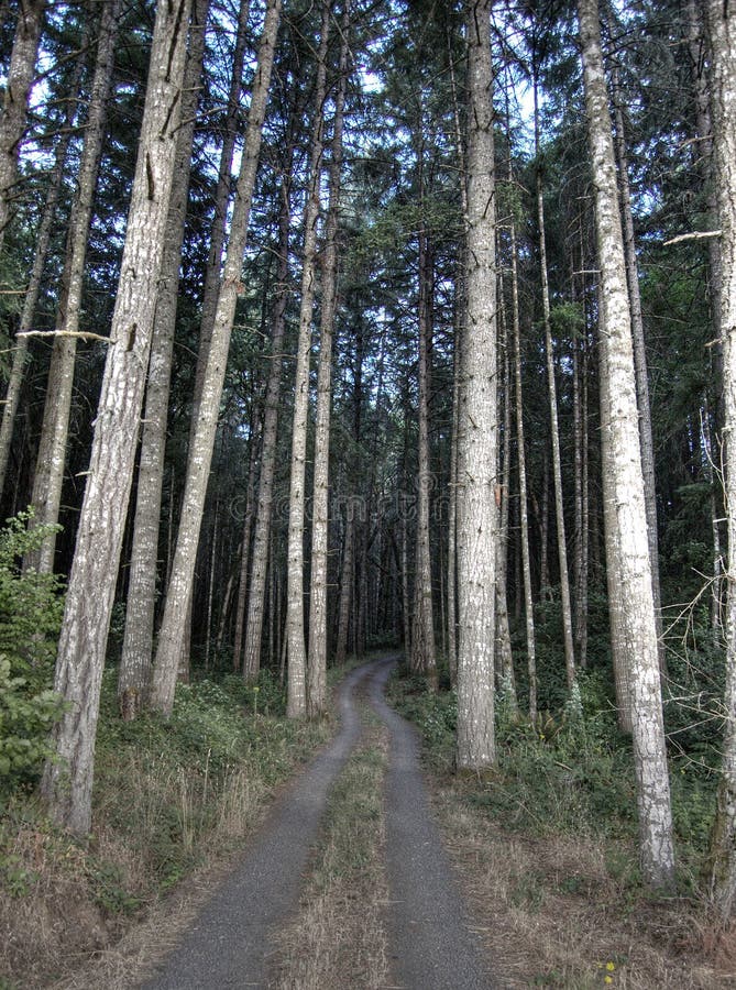 Pathway into a dark forest stock photo. Image of darkness - 5976074