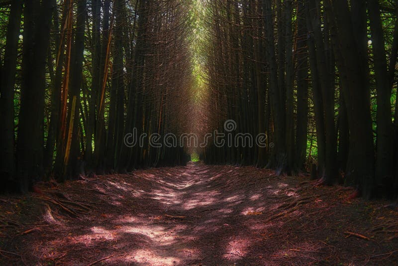 Pathway in dark forest stock image. Image of branch, mystery - 54549131