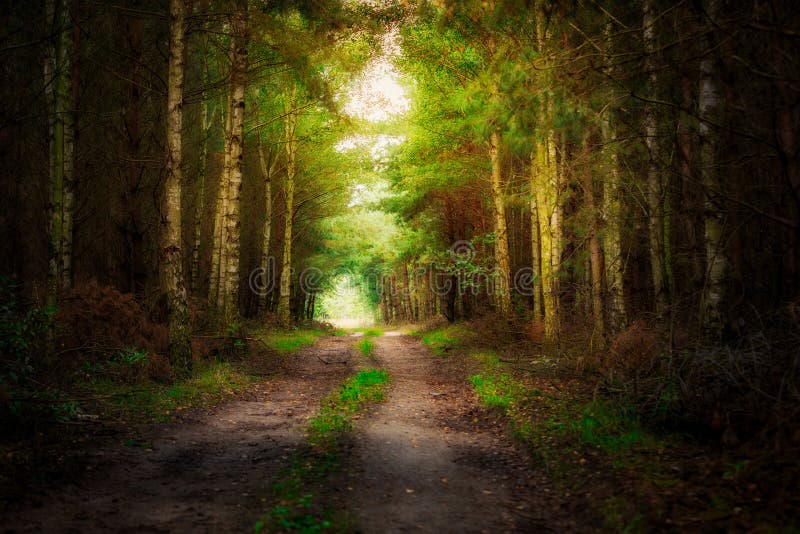 Pathway in the Dark Forest. Poland Stock Photo - Image of poland, alley ...