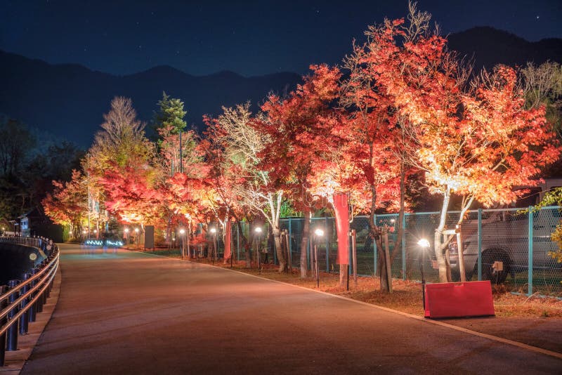 Pathway Decorative with Maple Tree Light Up in Autumn Season and Stock ...