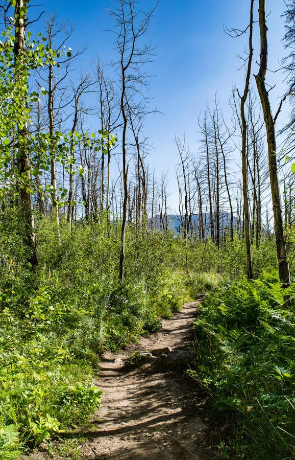 Pathway through Drought Stricken Trees Stock Image - Image of mountains ...
