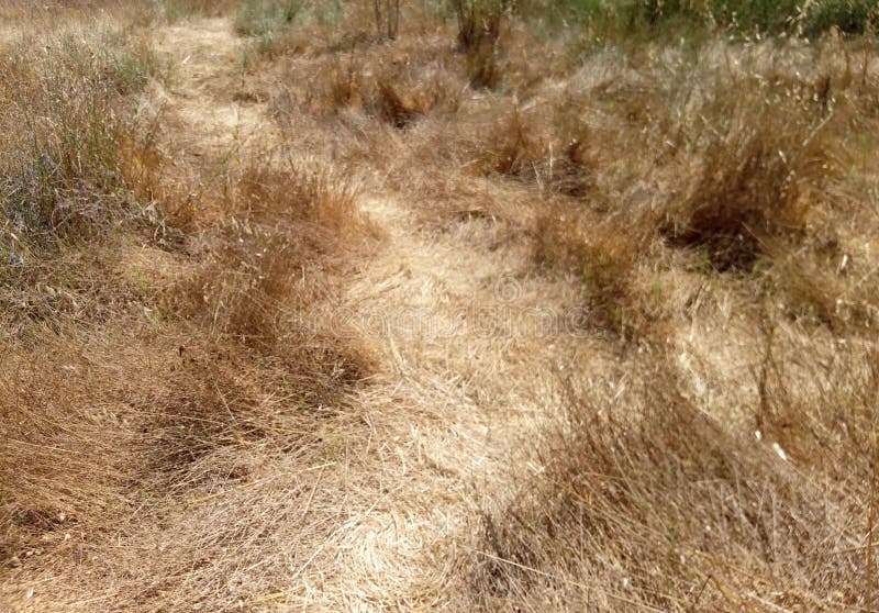 Pathway in dry area stock image. Image of lawn, plant - 248663505