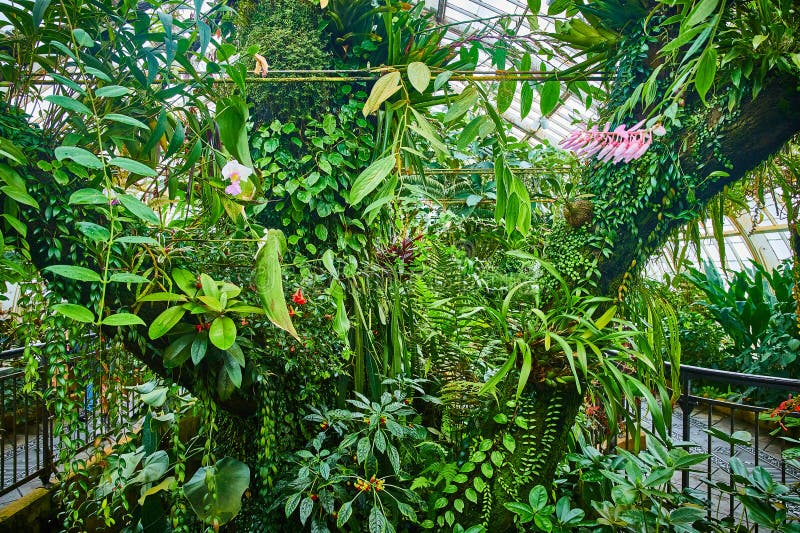 Pathway on Either Side of Large Tree with Variety of Plants Growing on ...