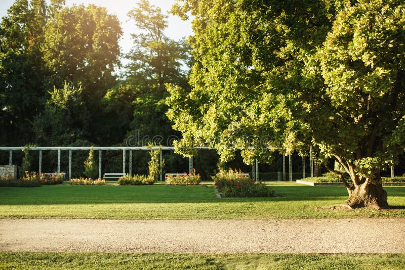 Empty Public Park with Lush High Green Trees and Green Grass Lawn Stock ...