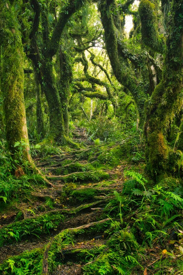 Pathway through an Enchanted Forest Stock Photo - Image of wilderness ...