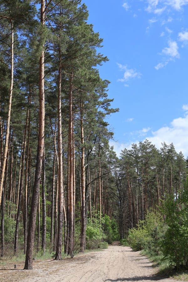 Pathway Entering Pine Forest with Blue Sky and Clouds Above Stock Photo ...