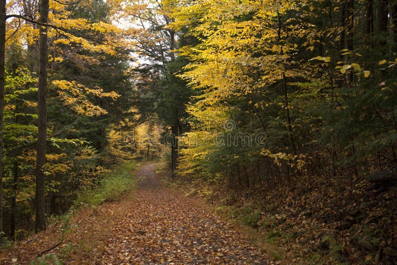 Pathway at Fall in Central Pennsylvania, USA Stock Image - Image of ...