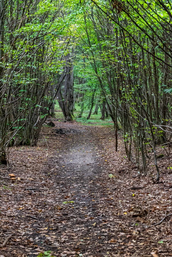 Pathway with Fall Leaves between Trees and Plants in a Forest Stock ...