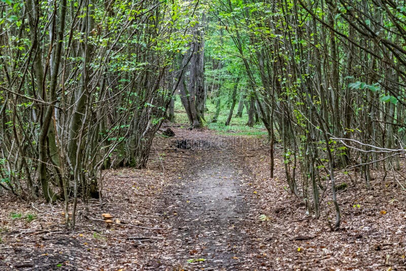 Pathway with Fall Leaves between Trees and Plants in a Forest Stock ...