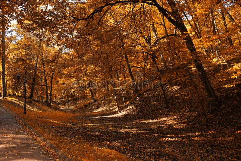 Pathway, Fallen Leaves and Trees in Beautiful Park on Autumn Day Stock ...