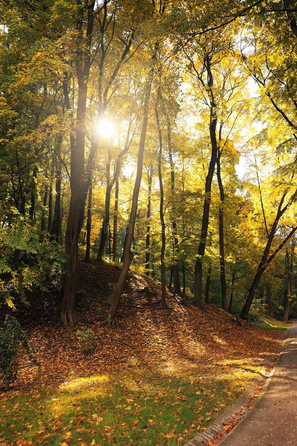 Pathway, Fallen Leaves and Trees in Beautiful Park on Autumn Day Stock ...