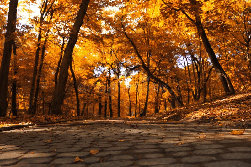 Pathway, Fallen Leaves and Trees in Beautiful Park on Autumn Day Stock ...