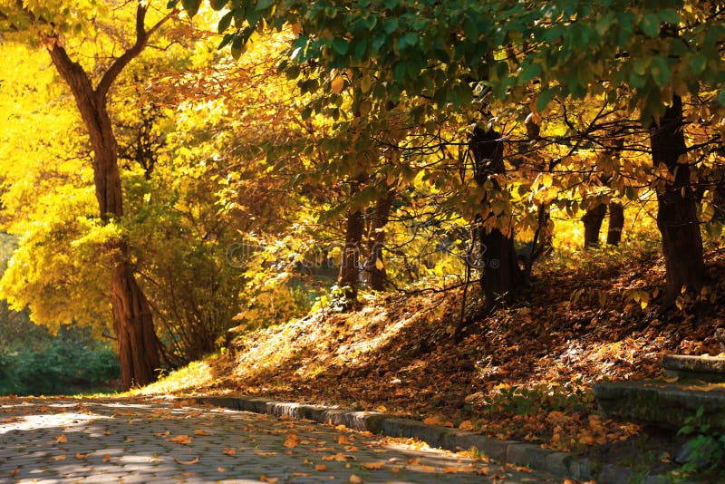 Pathway, Fallen Leaves and Trees in Beautiful Park on Autumn Day Stock ...