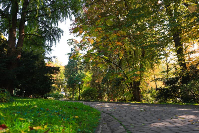 Pathway, Fallen Leaves and Trees in Beautiful Park on Autumn Day Stock ...