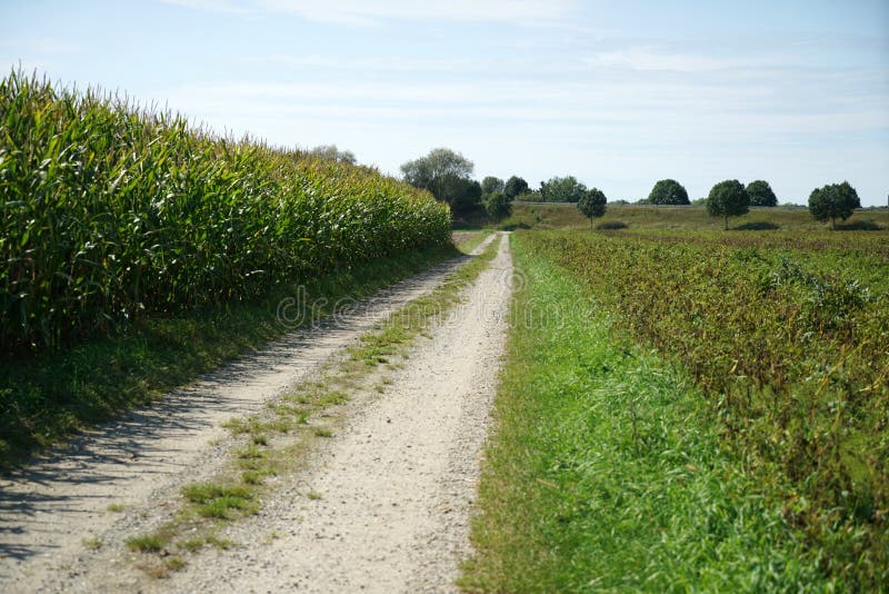 Pathway in a Farm Field Covered in Greenery Under the Sunlight Stock ...