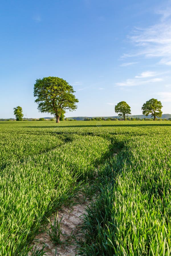 Pathway through Farmland stock image. Image of countryside - 116912243