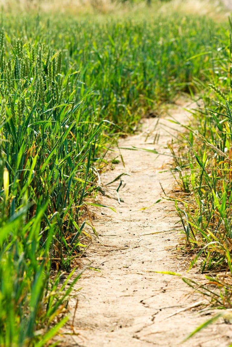 738 Pathway Seed Stock Photos - Free & Royalty-Free Stock Photos from ...