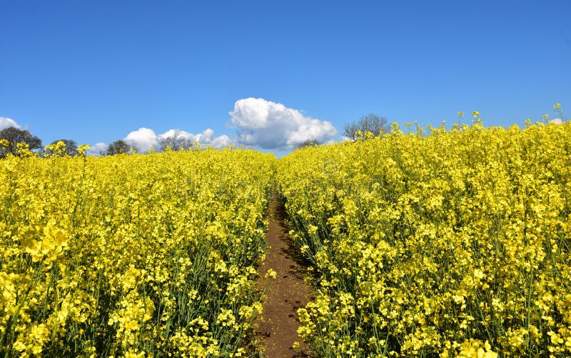 691 Pathway Seed Stock Photos - Free & Royalty-Free Stock Photos from ...