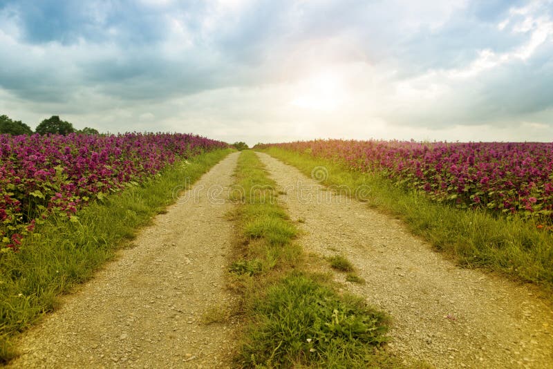Pathway between Fields of Purple Flowers Stock Image - Image of hill ...