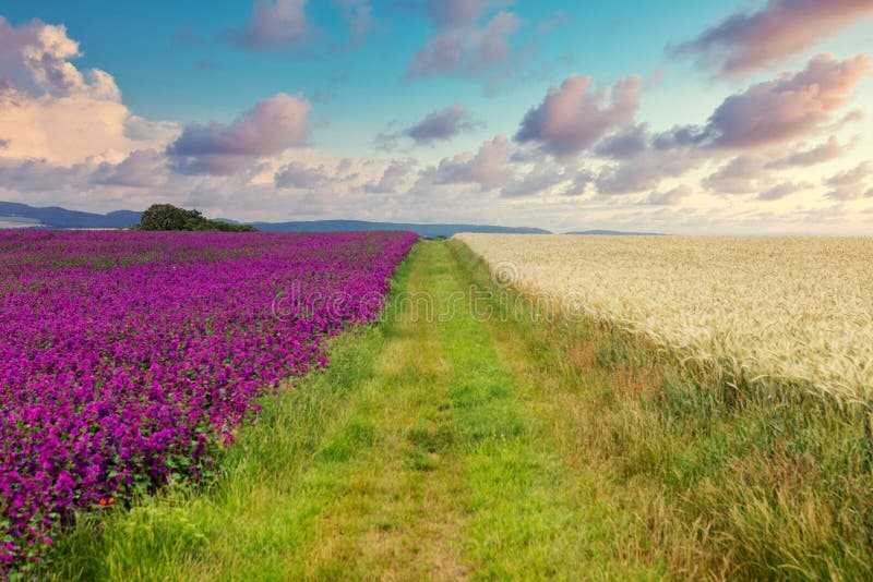 Pathway Between Fields Of Purple Flowers Stock Image - Image of hill ...
