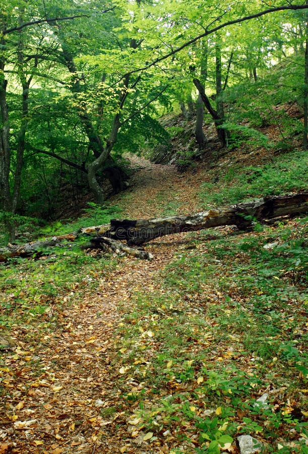 Pathway in the forest stock image. Image of summer, walk - 1049683