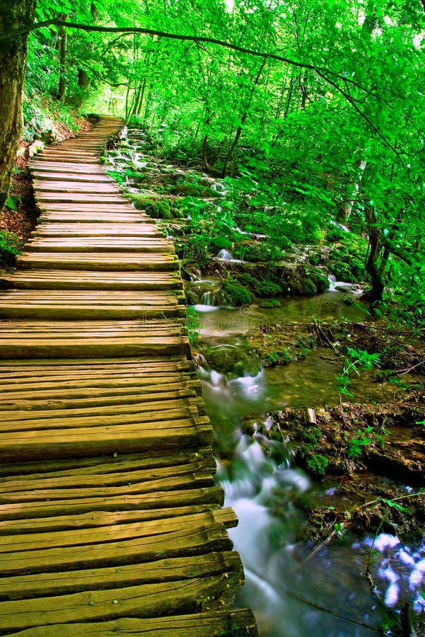 Pathway in the forest stock photo. Image of bridge, harmony - 13381436