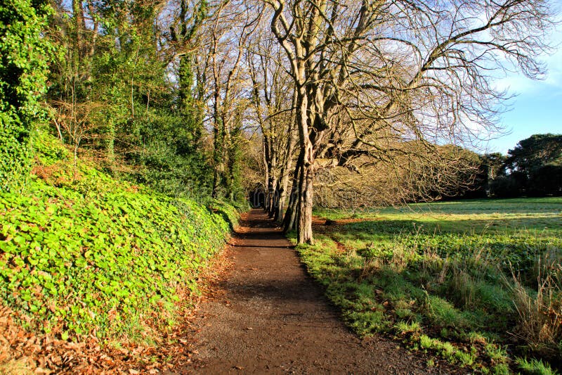 A pathway in the forest stock image. Image of pathway - 196583425