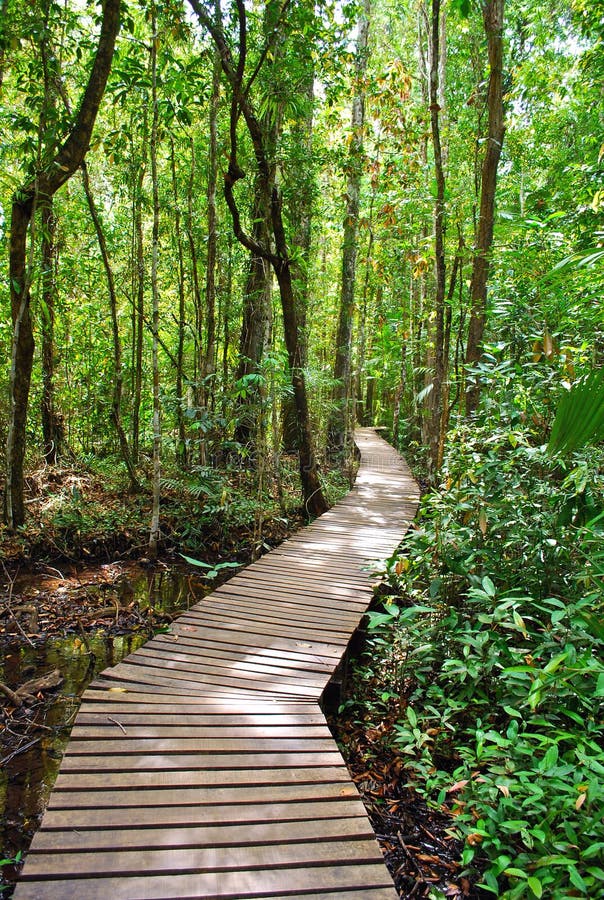 Pathway In The Forest Royalty Free Stock Photography - Image: 20681737