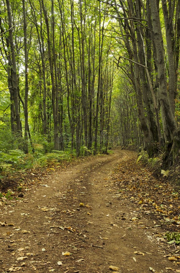 Pathway in the forest stock photo. Image of potenza, herb - 22122026