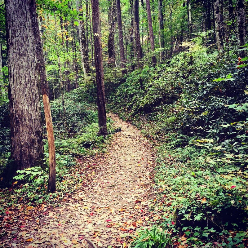 Pathway in the forest stock photo. Image of trees, plant - 257911016