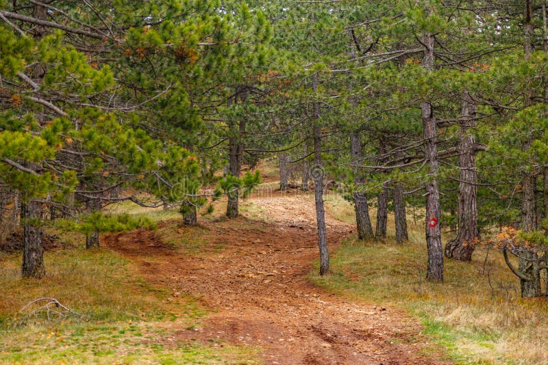 Pathway in the forest stock image. Image of fall, nature - 266590675
